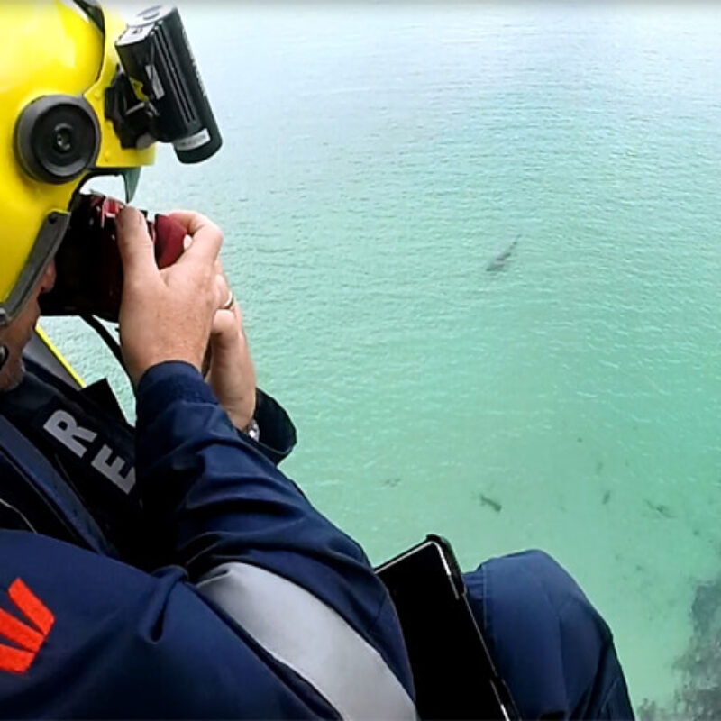 Shark Safety | Surf Life Saving Western Australia