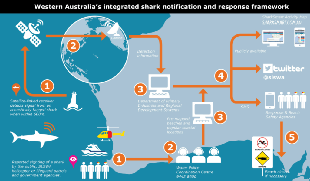 Spotted a shark at the beach? Would you know how to report it? - My Beach